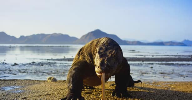 Get A First Look At Planet Earth II In This New Trailer | The FADER